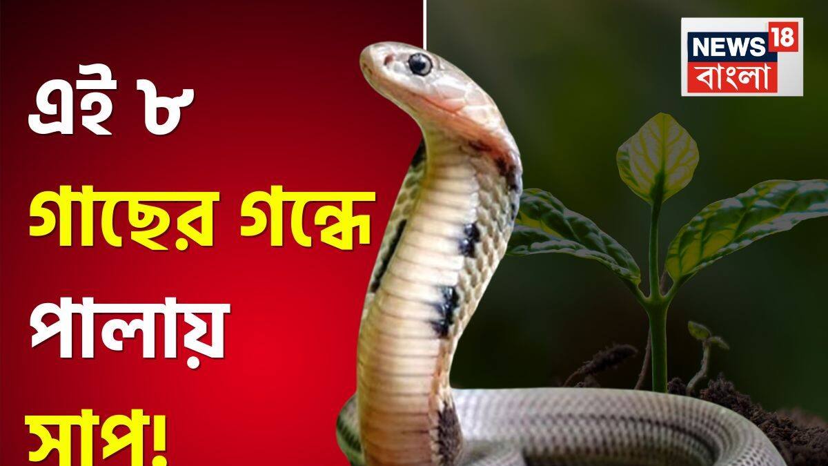 Snakes: এই ৮ গাছের গন্ধে পালায় সাপ! বাড়িতে আনুন যে কোনও ১টা! বাঁচুন ...