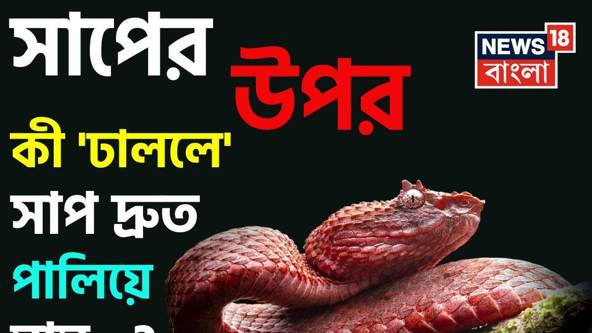 Snake Tips: সাপের উপর কী 'ঢাললে' সাপ দ্রুত 'পালিয়ে যায় জানেন ...