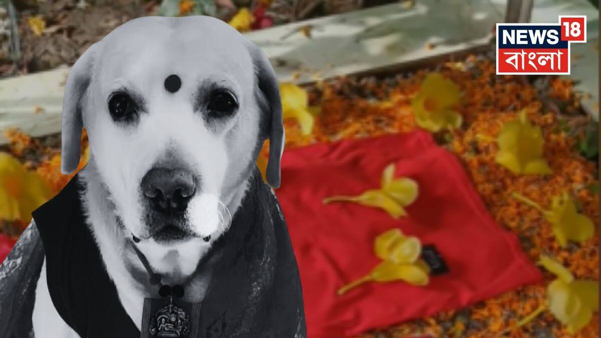 Sontu Famous Dog বাংলাদেশের তারকা কুকুর সন্টুর মৃত্যুর পর প্রথম পুজো ...