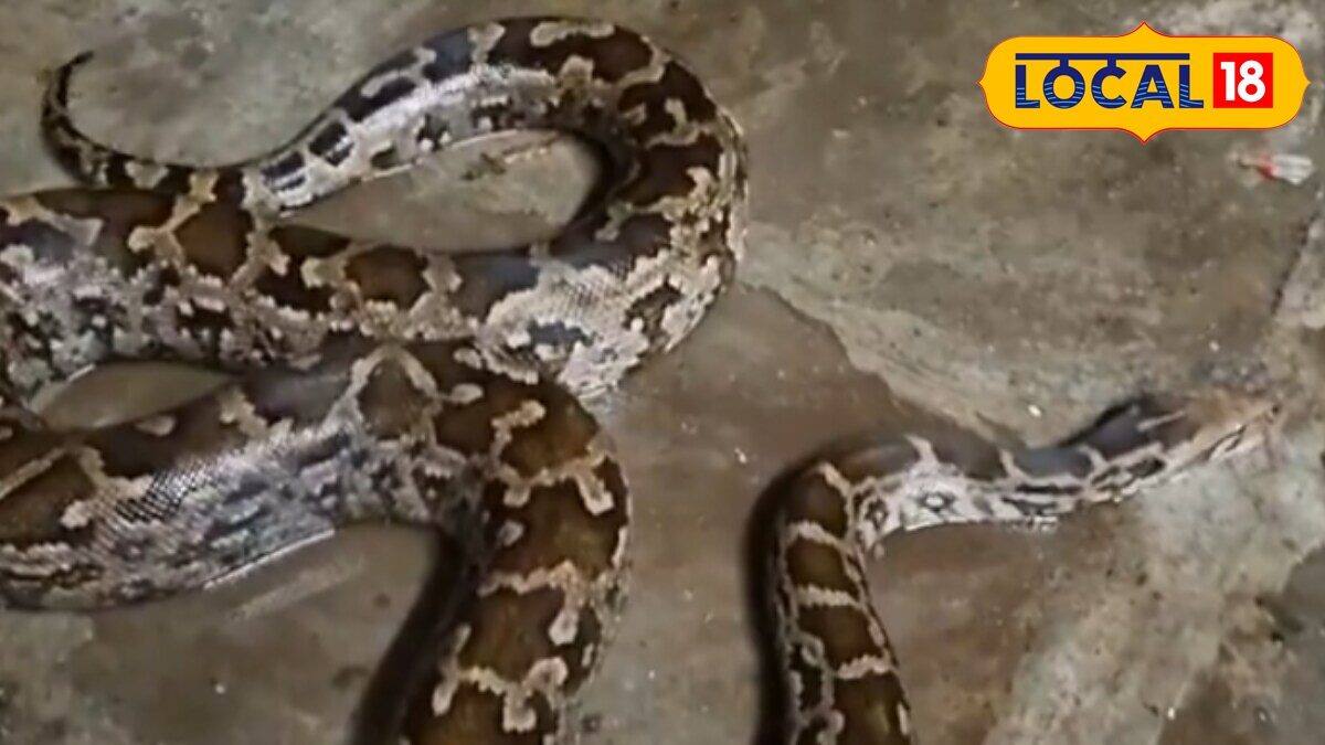 Indian Rock Python : ঘাপটি মেরে বসেছিল বিপদ, পোলট্রি ফার্মের সামনে ...