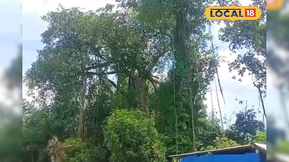 Malda Tourism: প্রাচীন বটগাছের নিচে ৬ দশকের পুরনো 'মানিকের' স্মৃতি ...