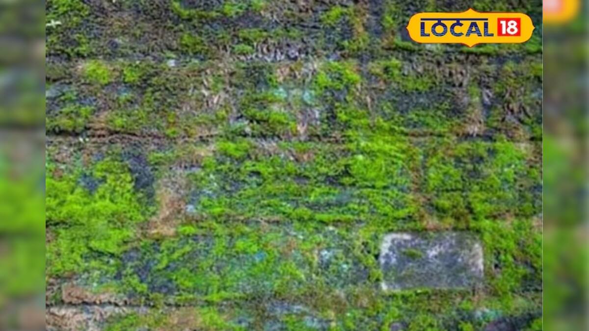 Moss Cleaning Tips: মাত্র ৫ মিনিটের মধ্যে ঘর বা উঠোনের শ্যাওলা দূর করুন ...