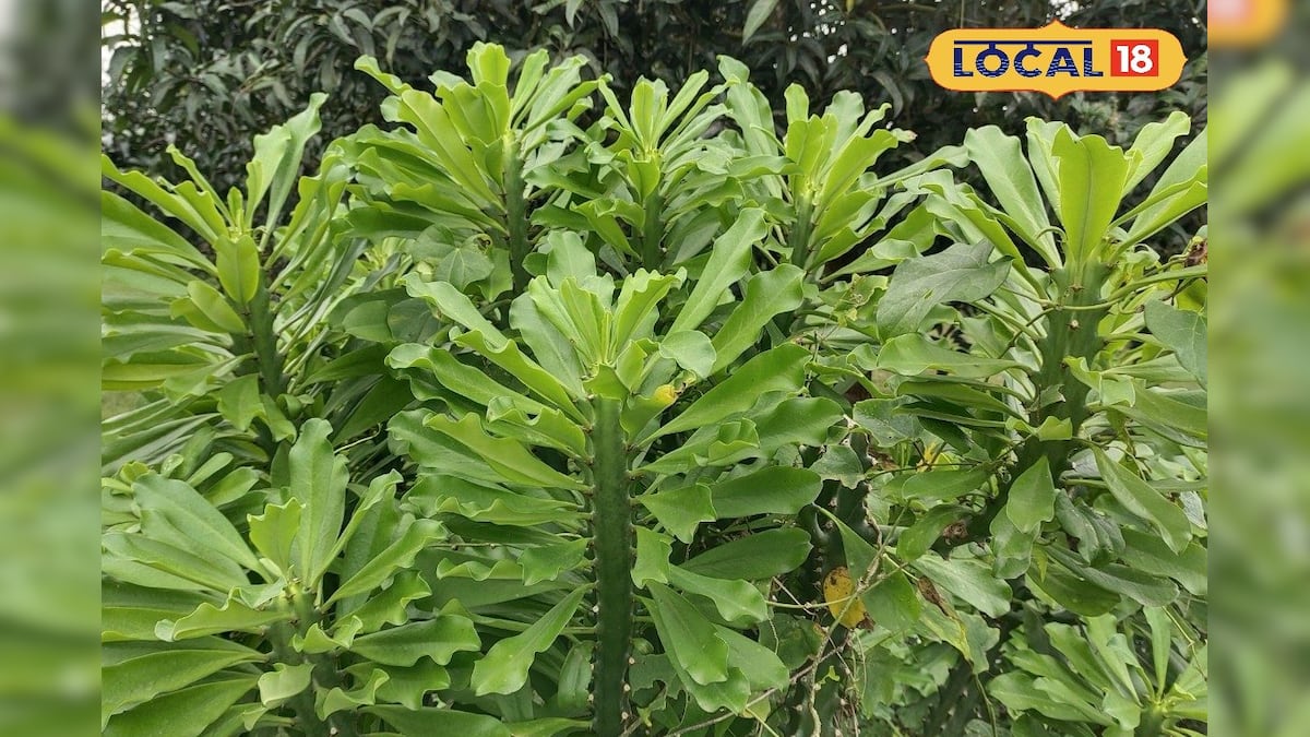 Mansa Plant Ayurvedic Benefits: আগাছা বলে অবহেলা নয়, অযত্নে বেড়ে ওঠা ...