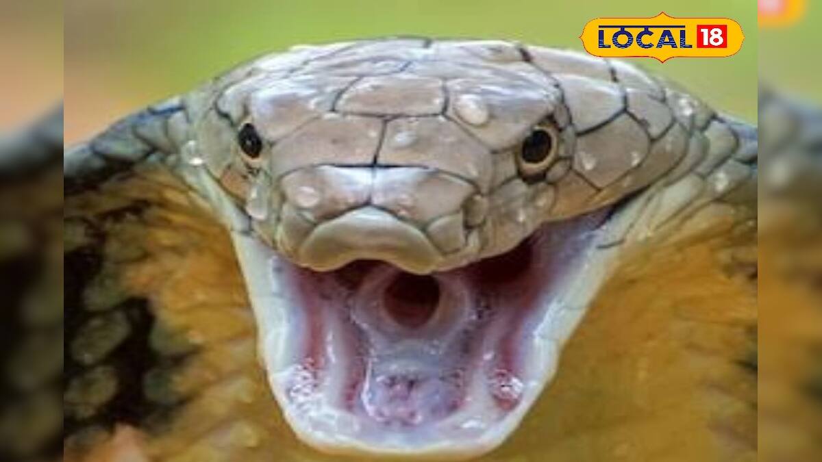 Snakes: গাছের গায়ে পাকে পাকে জড়িয়ে থাকে এই সবুজ সাপ! 'গেছো বোড়া' না ...