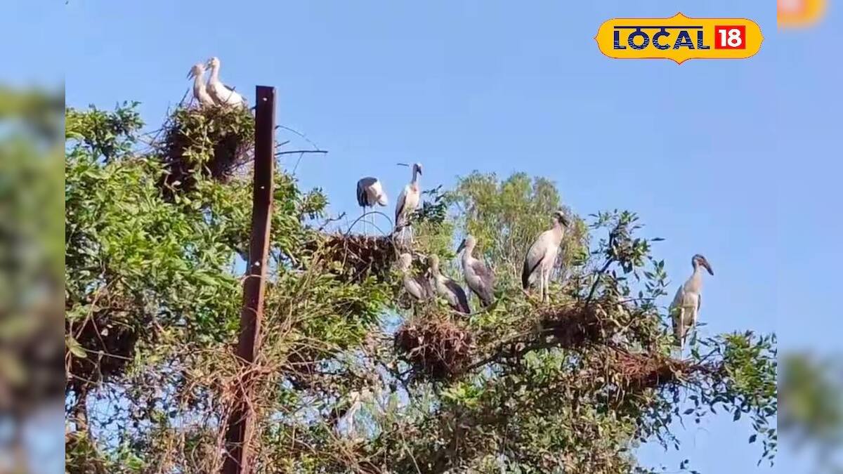 Malda Tourism: চিতল হরিণ, নীল গাই, এশিয়ান ওপেন বিল... কী নেই! টুক করে ...