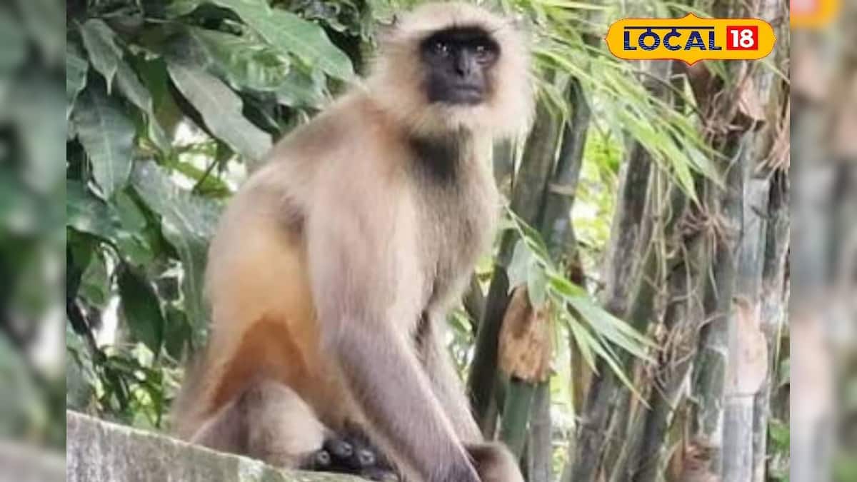 Monkey Attack: রাস্তায় বেরোলেই আক্রমণ, তেড়ে এসে কামড়ে দিচ্ছে 'সে ...
