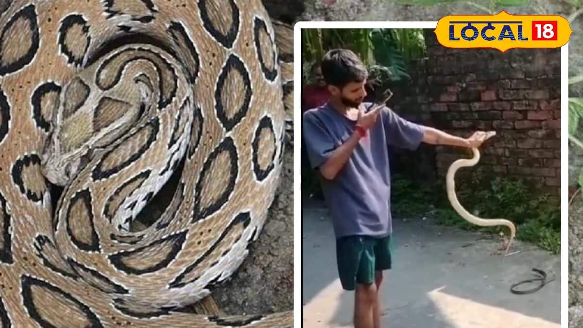 Chandrabora Snake Bite Death: সাপ উদ্ধারে গিয়ে ঘটল বিপত্তি! বিষধর ...