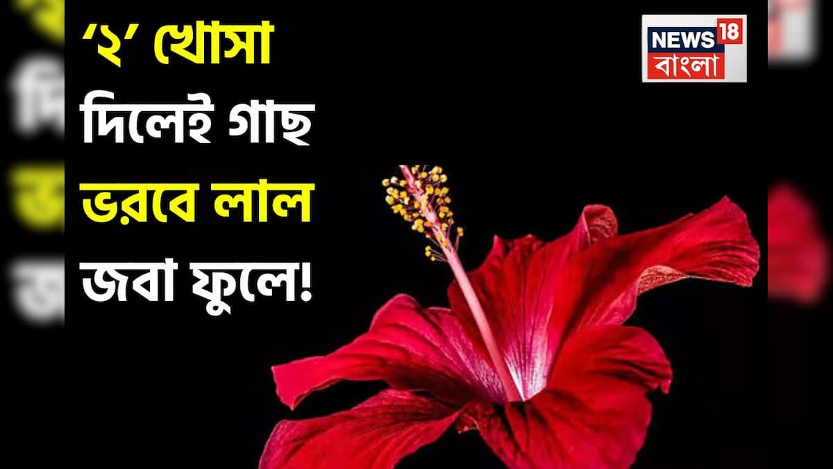 Joba Phul (Hibiscus Flower) Tips: কালীপুজোর আগেই আপনার বাড়ির গাছে উপচে ...
