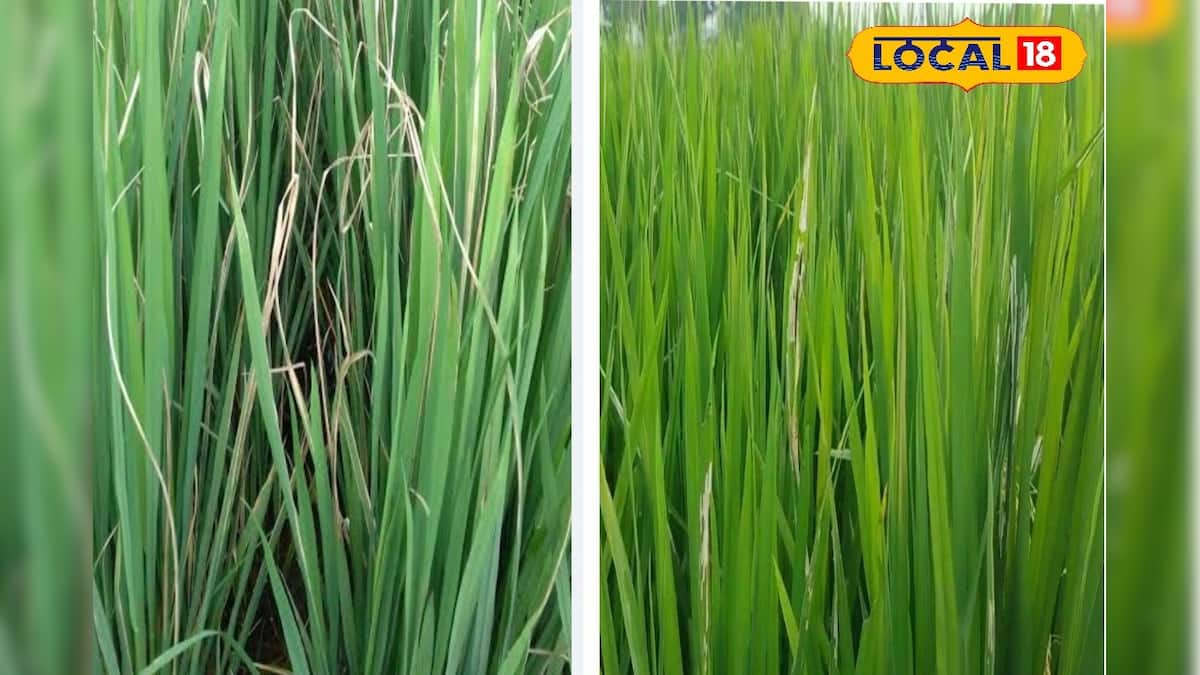 Insects Infestation in Rice Fields: ধান জমিতে পোকার উৎপাত! সাদা হয়ে ...