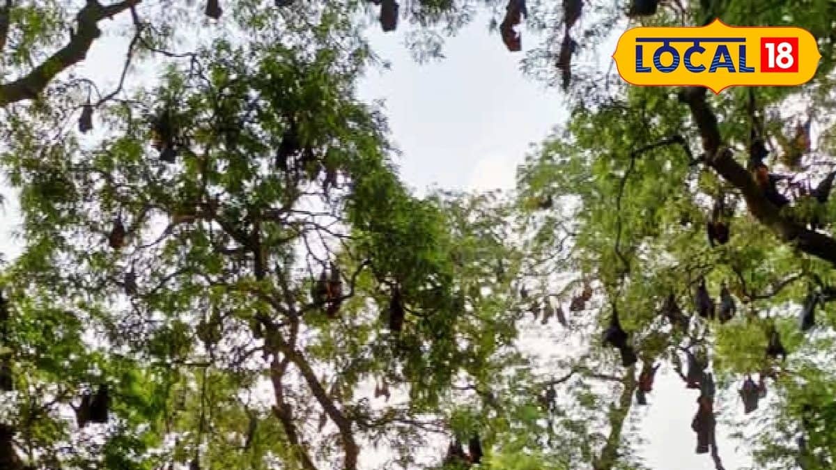 Purulia News: জঙ্গলমহল পুরুলিয়ার আশ্চর্য গাছ! লোকে বলেন 'বাদুড় গাছ ...