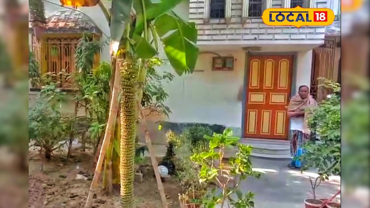 7 Feet Kalar Kandi: কলা গাছের থেকেও বড় কলার কাঁদি! ৭ ফুটের কলার ...