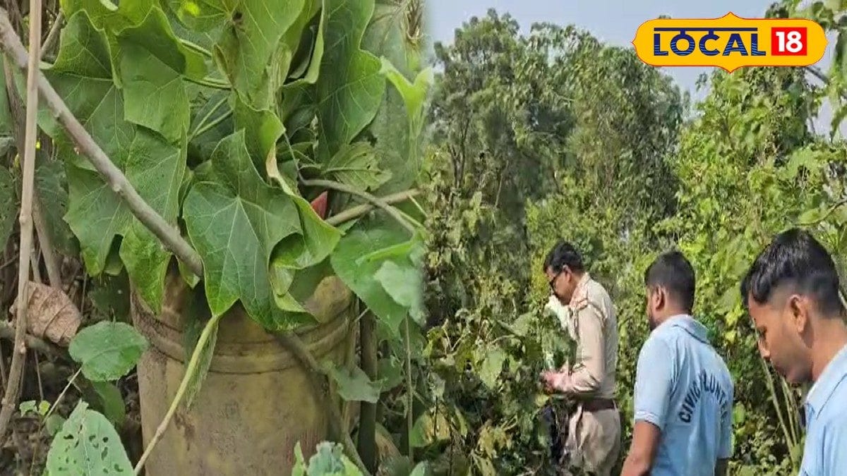 Murshidabad Bomb Recover: সরষের ক্ষেতে ছড়িয়ে ছিটিয়ে তাজা সকেট বোমা ...