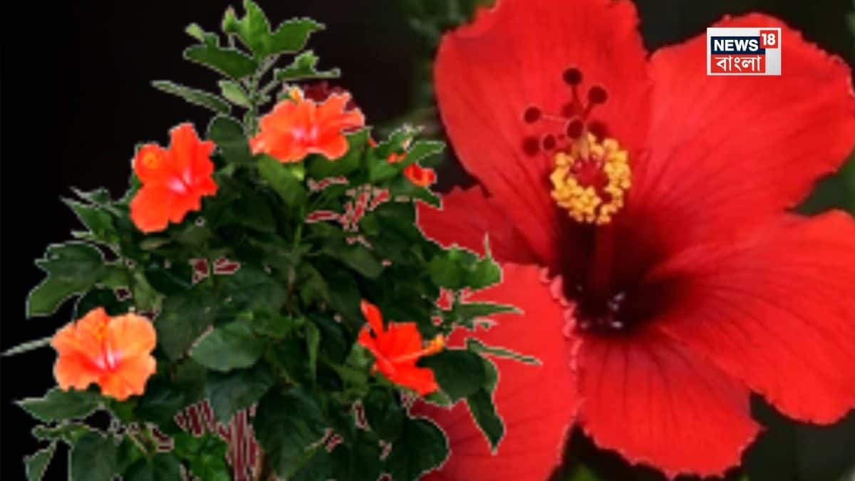 Hibiscus Gardening Tips: শীতেও চকচক করবে জবাগাছের পাতা...! ফুলে ফুলে ...