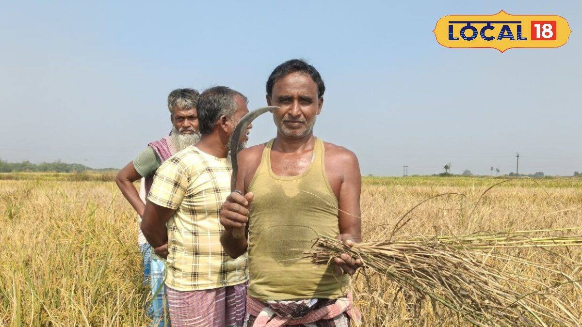 Agriculture News : বুক চাপড়াচ্ছেন চাষিরা, বাদামি শোষকের আক্রমণে নষ্ট ...