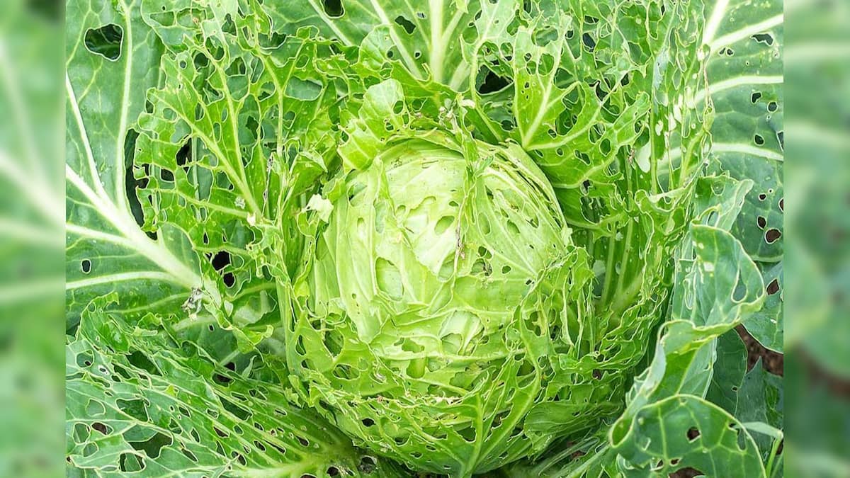 Cabbage Tips and Tricks: শীতের বাঁধাকপিতে কিলবিল করছে লুকিয়ে থাকা ...