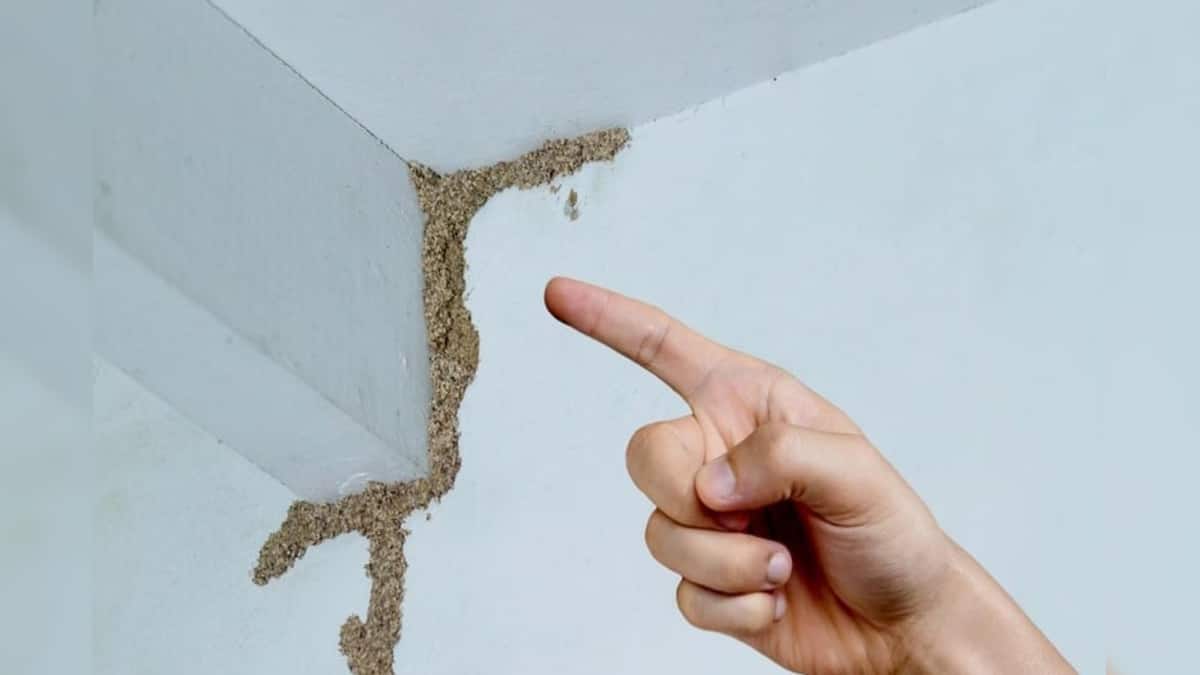 Ui Poka Tips And Tricks: ধীরে ধীরে শেষ করে দিচ্ছে...! বাড়িময় ছড়াচ্ছে ...