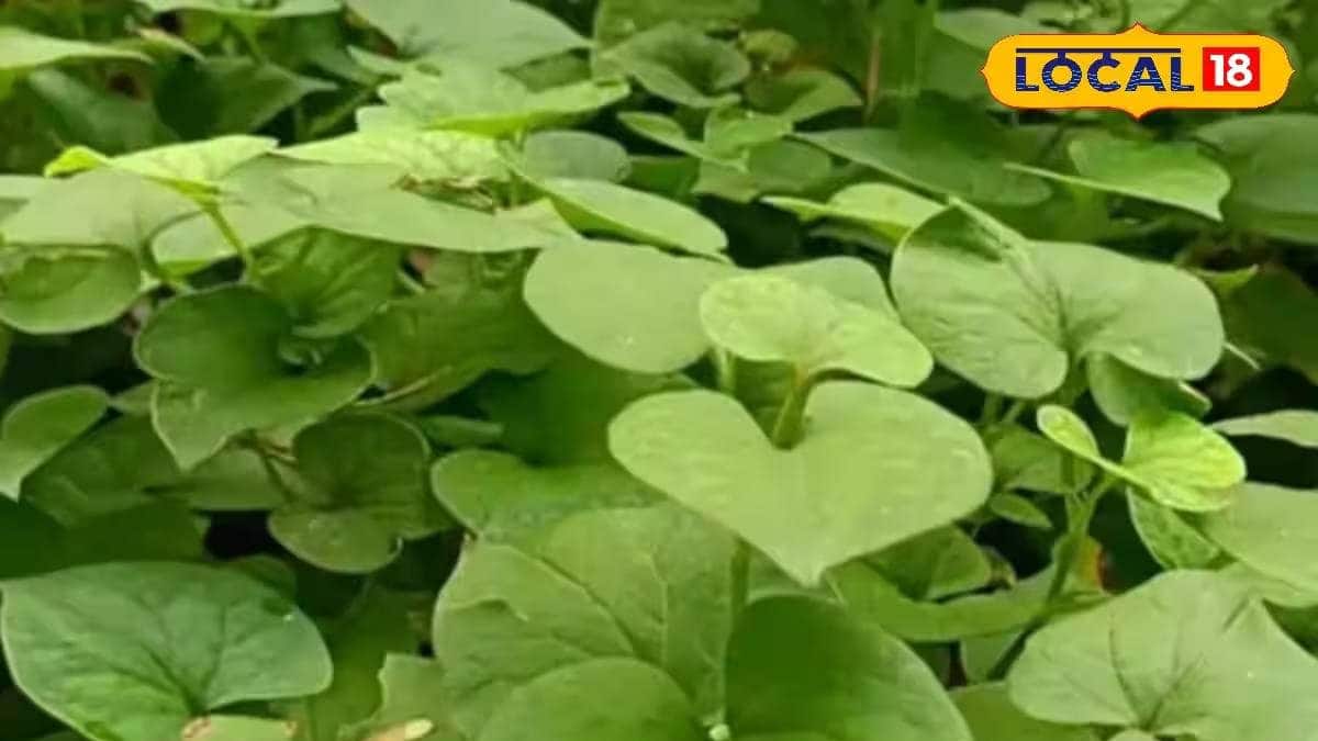 Fish Mint: পুকুরে কয়েক টুকরো পাতা ফেললেই ছুটে আসে ঝাঁকে ঝাঁকে মাছ ...