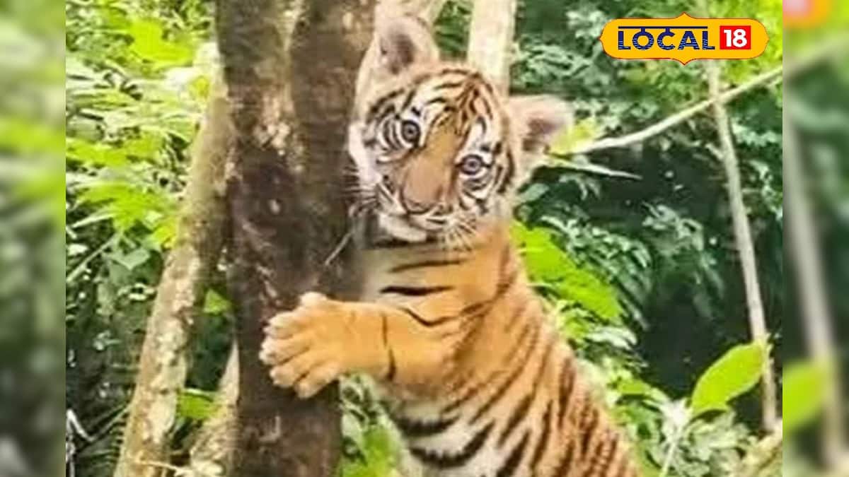 Sikkim Royal Bengal Tiger সিকিমে মিলল রয়্যাল বেঙ্গল টাইগার! গাছের ...