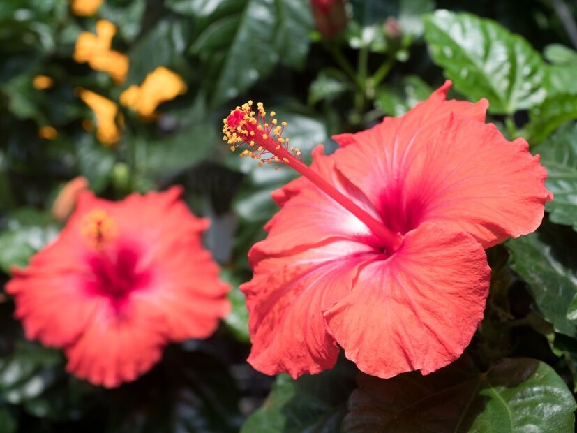 Jaba Flower Gardening Tips: বাগানের জবাগাছে হঠাৎ পোকার হানা, ফুল ...