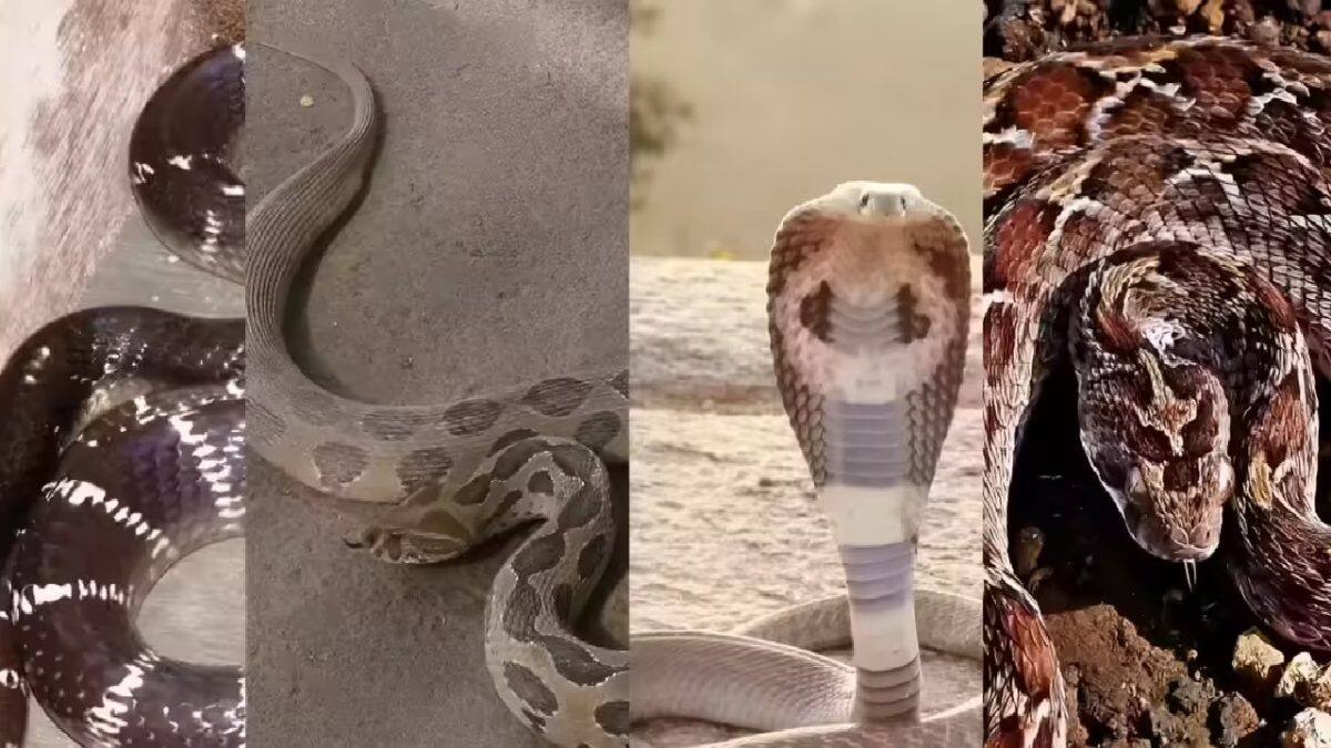 Snakes Everywhere: ভারতের রাজ্য-রাজ্যে সাপ রয়েছে ঝুড়িঝুড়ি, কোন ...