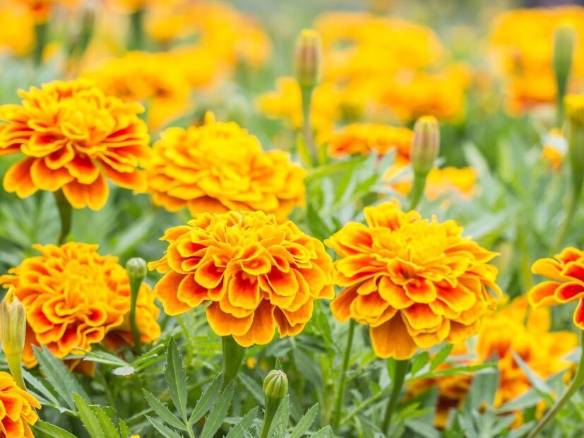 Marigold Flower: ফুলে ফুলে ছেয়ে যাবে গাঁদা গাছ...! শিকড়ের কাছে দিয়ে ...