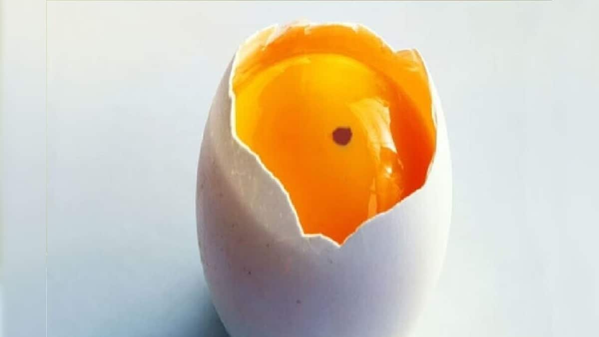 Blood Spot in Egg Yolk ডিমের কুসুমে রক্তের দাগ, খেয়াল করেছেন কখনও? এমন ...