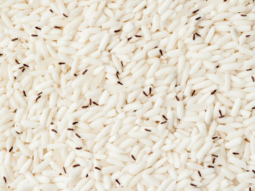 Rice Storage Hacks: চাল-ডালে গিজগিজ করছে পোকা? ফেলে দেবেন না, যে সহজ ...