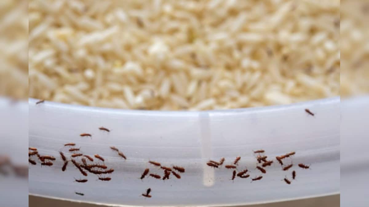 Rice Storage Hacks: চাল-ডালে গিজগিজ করছে পোকা? ফেলে দেবেন না, এই সহজ ...