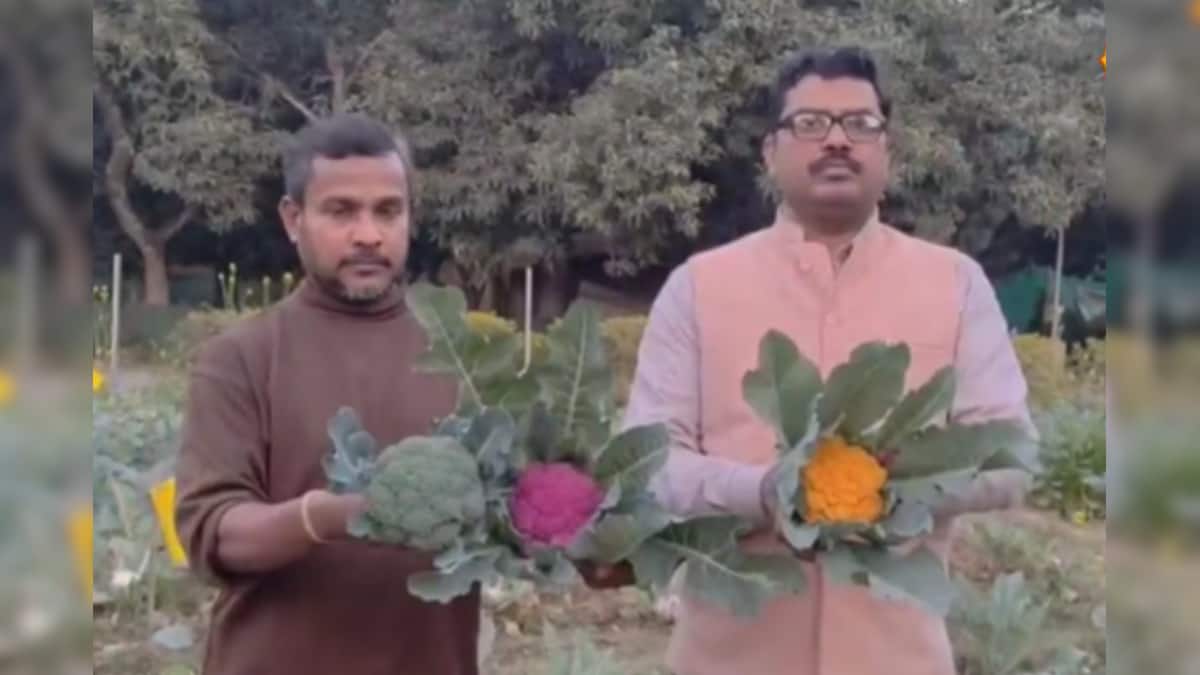 Cauliflower of various colors yellow green purple white cultivated in ...