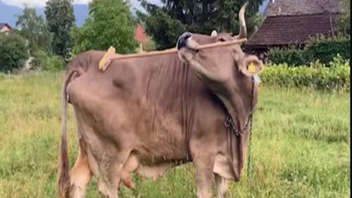 Veronica Wonder Cow: লাঠি দিয়ে নিজের পিঠ চুলকোচ্ছে গরু, ভেরোনিকার ...