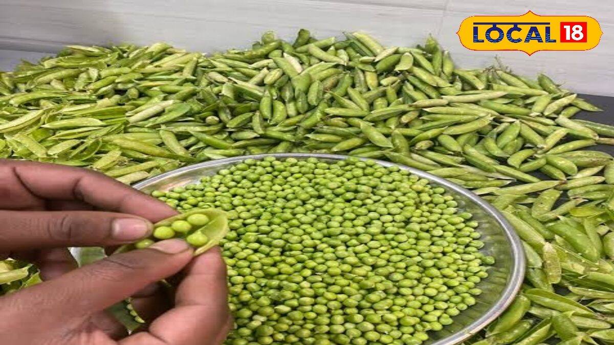 Green Peas Storage Tips: শীতে মটরশুঁটি কিনে বাড়িতেই সংরক্ষণ করুন ...