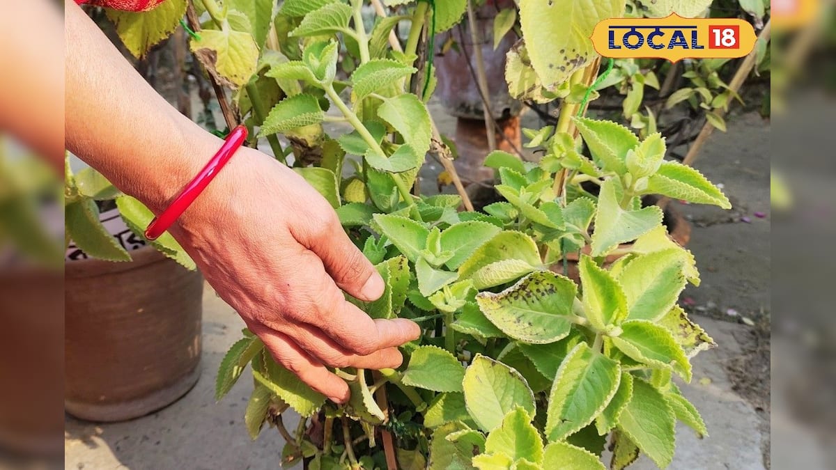 Ajwain Leaves Health Benefits: হজম থেকে হাঁপানি— একাধিক রোগের মহৌষধ এই ...