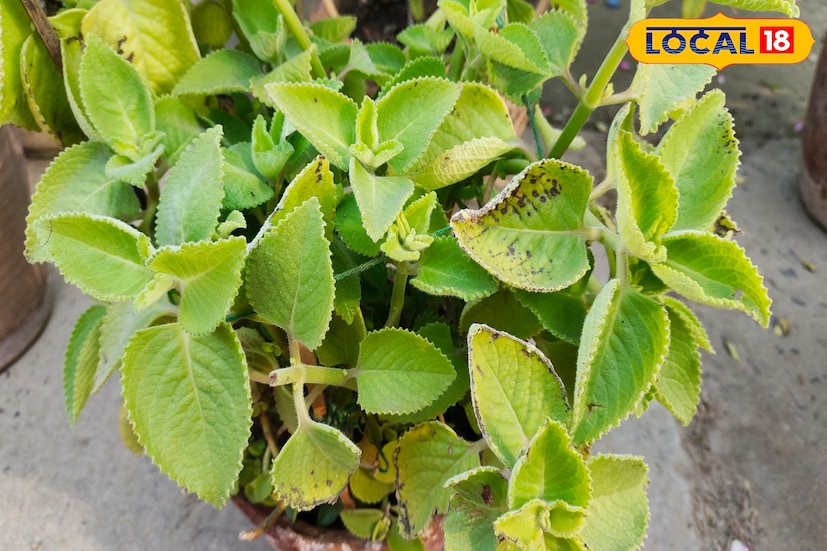 Ajwain Leaves Health Benefits: হজম থেকে হাঁপানি— একাধিক রোগের মহৌষধ এই ...