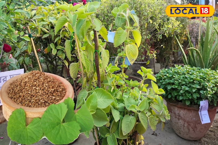 Ajwain Leaves Health Benefits: হজম থেকে হাঁপানি— একাধিক রোগের মহৌষধ এই ...