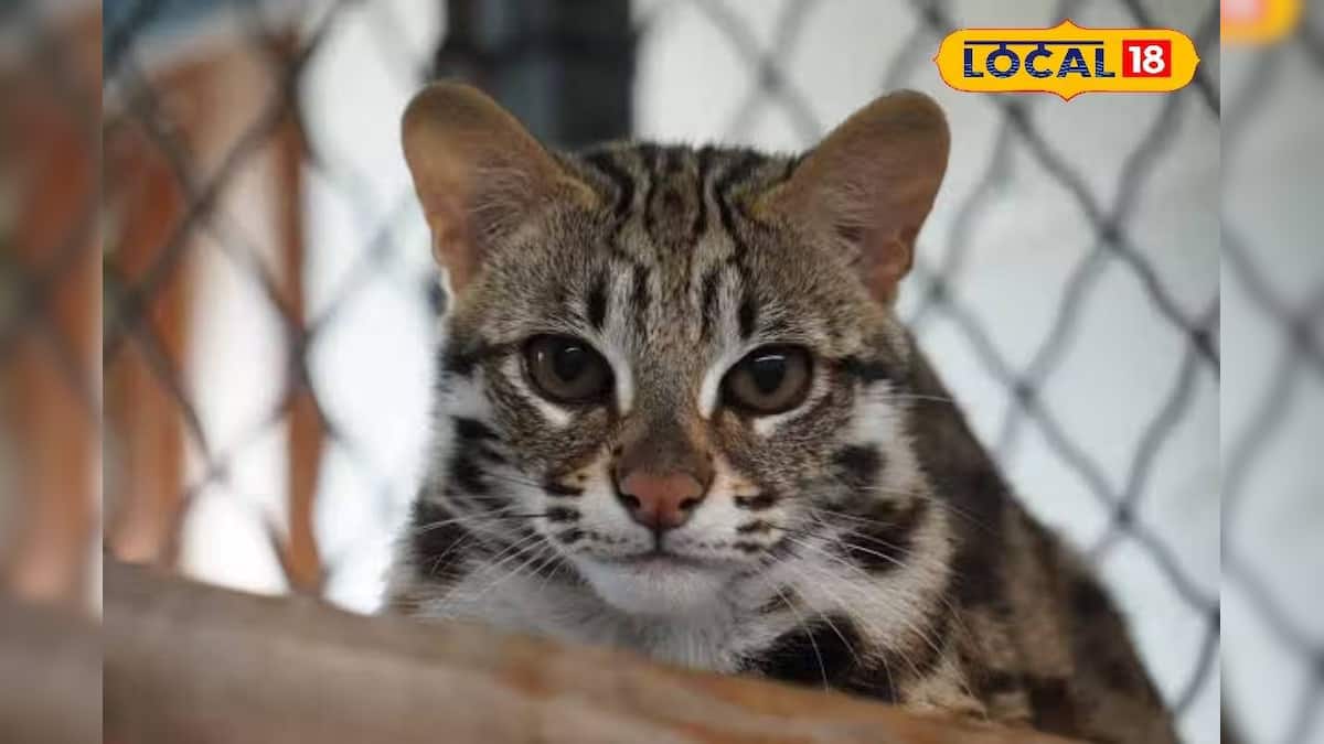 Leopard Cat: বিড়ালের মতো দেখতে হলেও বিড়াল নয়! বেপরোয়া গাড়ির ...