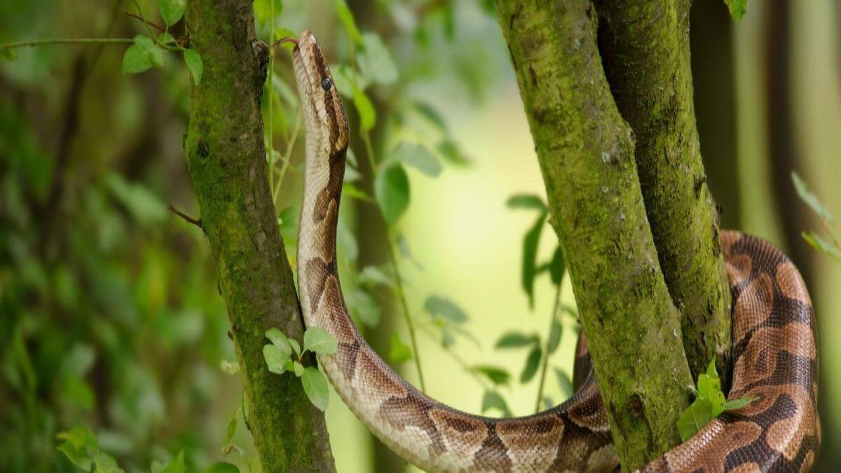 Snake: চুম্বকের মতো টেনে আনে 'সাপ'...! এই 'পাঁচ' গাছ বাগানে লাগানোর আগে ...