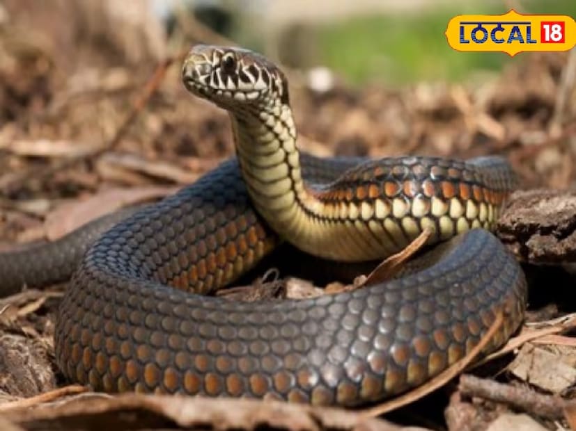 Snake Tail: সাপের লেজে কি বিষ থাকে আসল তথ্য ও ভুল ধারণা জানুন snakes ...