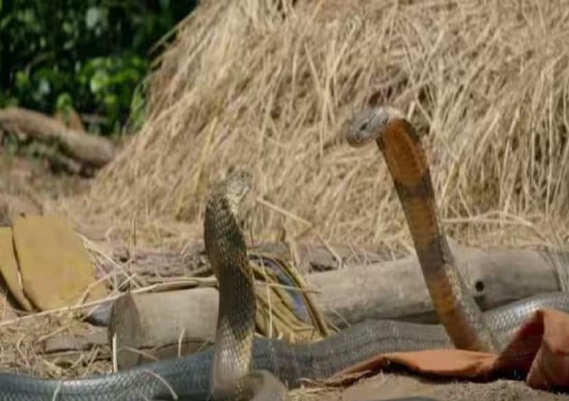 what happens when a venomous snake bites another venomous snake ...