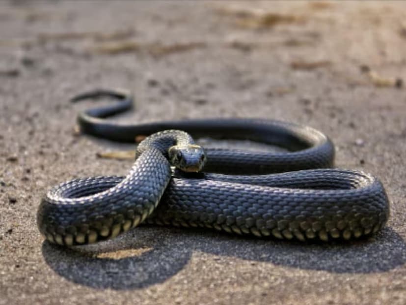 Snake Tail: সাপের লেজে কি বিষ থাকে আসল তথ্য ও ভুল ধারণা জানুন snakes ...