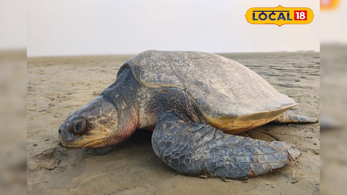 Turtle Rescue: পথ ভুলে নদীতে সামুদ্রিক কচ্ছপ! ৩ দিনের ব্যবধানে একই ঘটনা ...