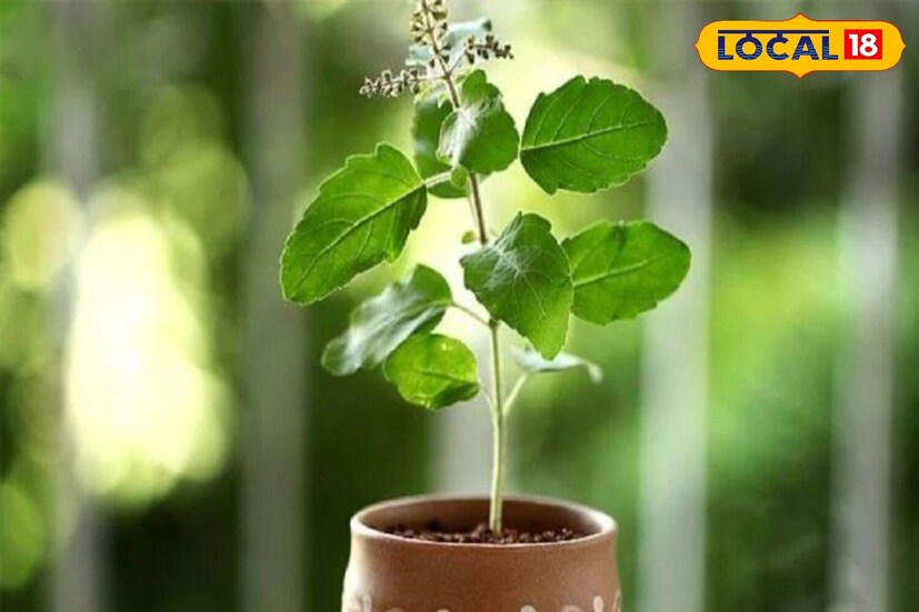 Tulsi Vastu Tips: বাড়িতে তুলসীগাছ থাকলে 'এই' ভুল সকলেই করে, কিন্তু ...