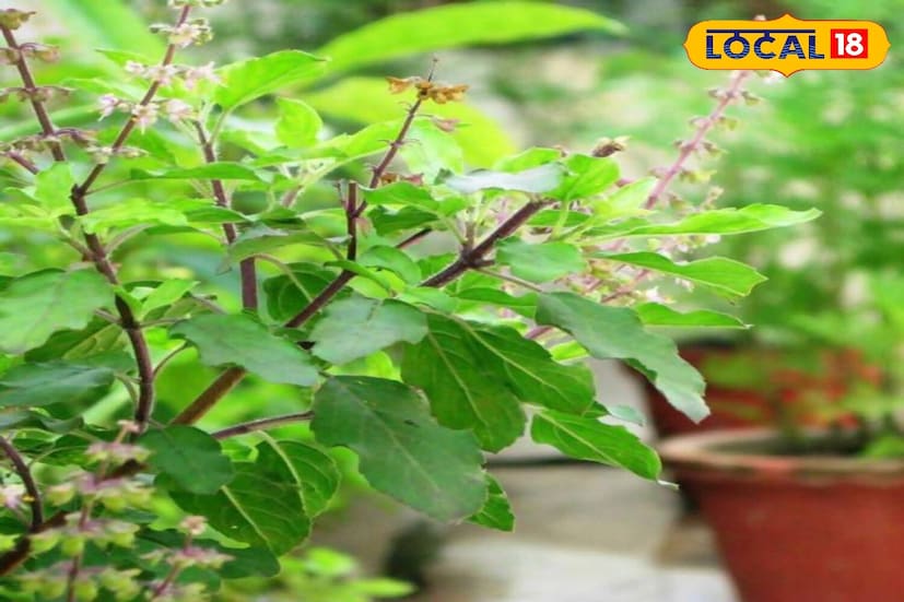 Tulsi Vastu Tips: বাড়িতে তুলসীগাছ থাকলে 'এই' ভুল সকলেই করে, কিন্তু ...