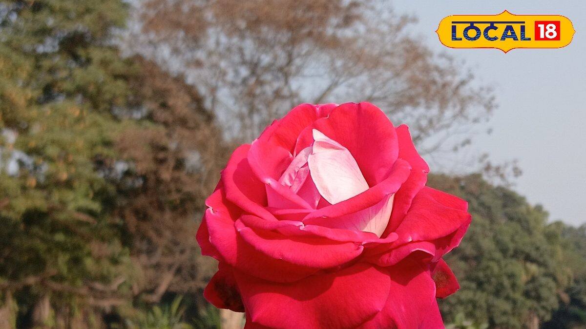 Netaji Rose: নেতাজির নামে গোলাপ! বিশেষ প্রজাতির এই ফুলের নামকরণের কারণ ...