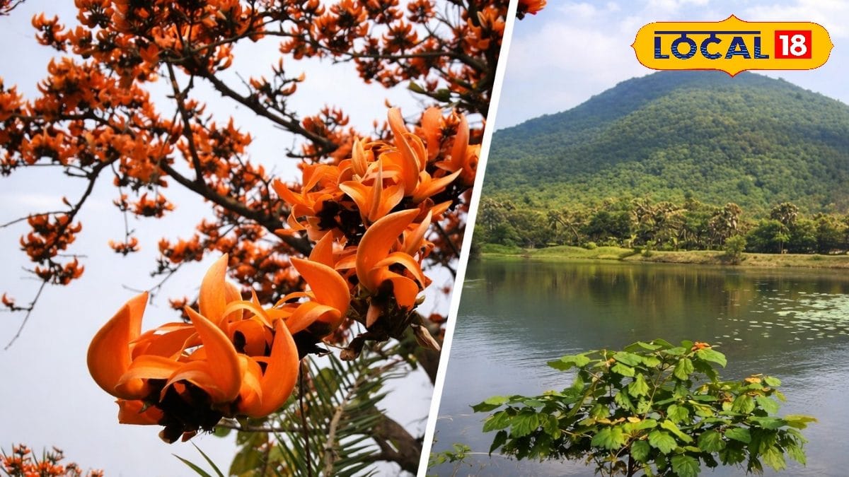 Susunia Hills: লাল পলাশে ঢাকবে পাহাড়, পর্যটকদের স্বাগত জানাতে নতুন ...