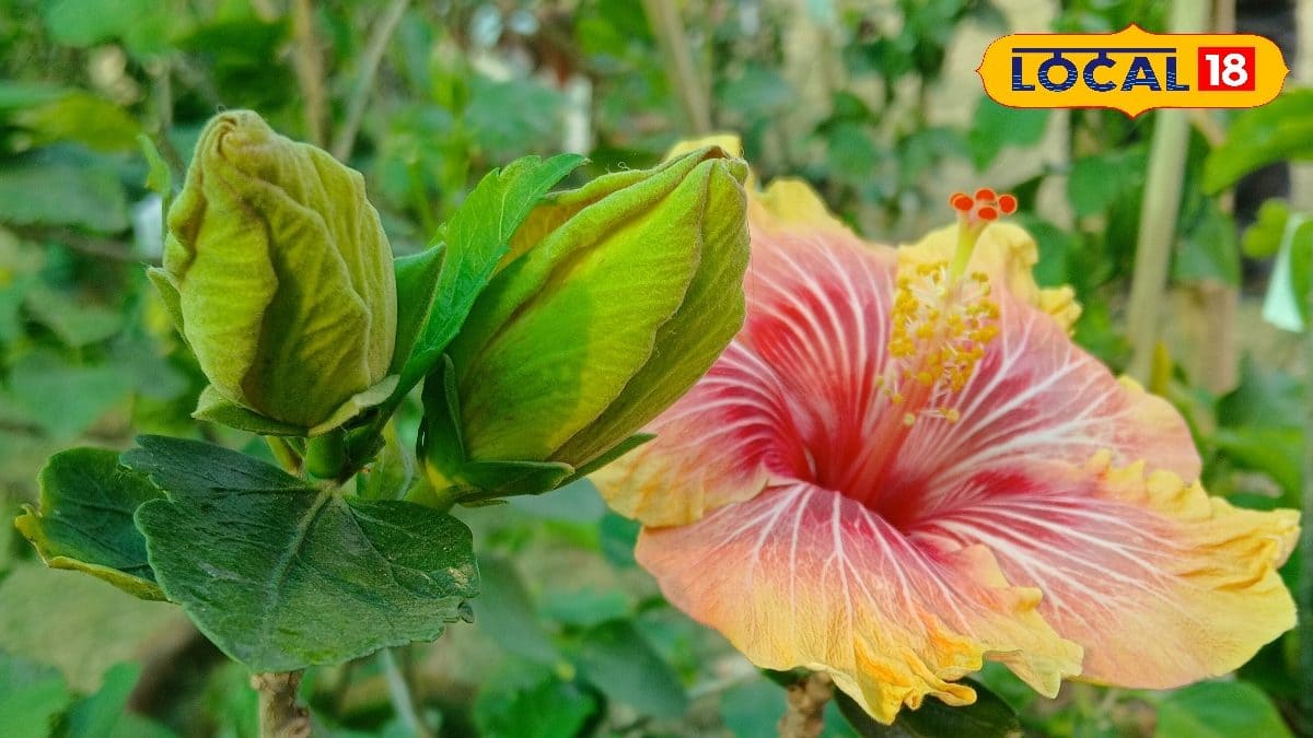 Jaba Flower Gardening Tips: বাগানের জবাগাছে হঠাৎ পোকার হানা, ফুল ...