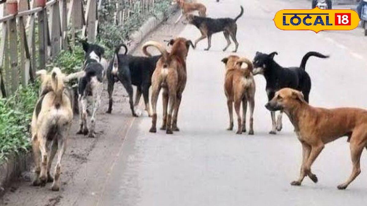 Stray Dog Adoption Rules: পথকুকুর বাড়িতে আনছেন? এই নির্দেশিকা না মানলে ...