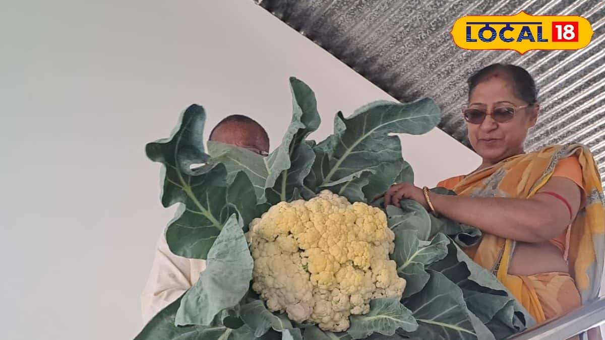Giant Cauliflower: ফুলকপি তো নয়, এ যেন...! একটি ফুলকপির ওজনেই কুপোকাত ...