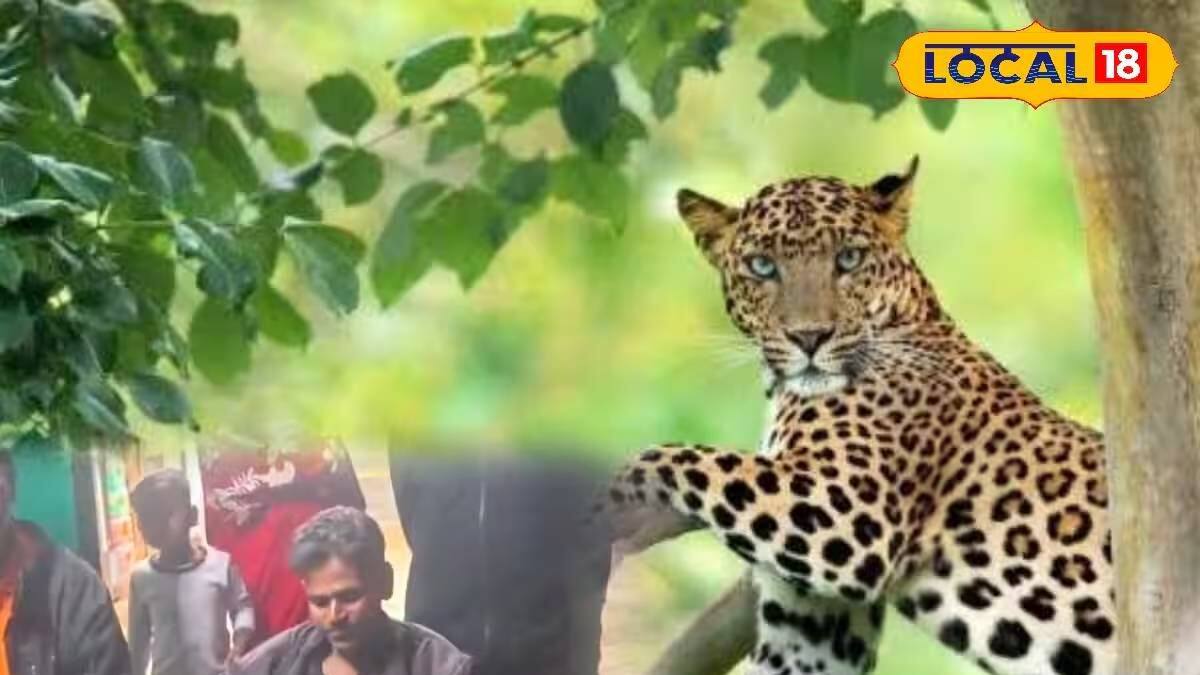 Leopard Attack: চলন্ত বাইকে লেপার্ডের হামলা! জঙ্গল থেকে বেরিয়ে আচমকা ...
