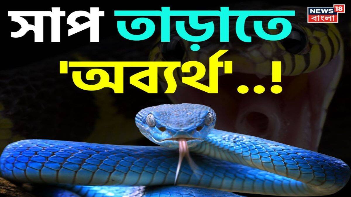 Snake Facts: ত্রিসীমানায় ঘেঁষবে না 'সাপ'...! রান্নাঘরের এই 'জিনিস ...