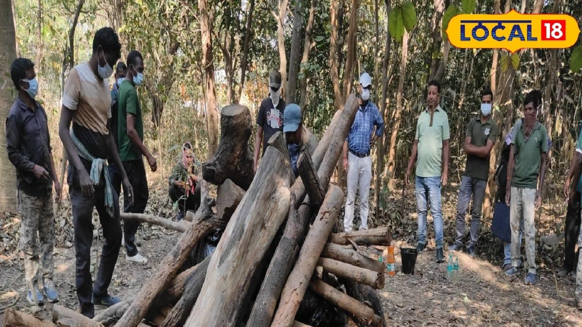 Purulia News: পাহাড়ের ঢালে উদ্ধার হস্তি শাবকের পচাগলা দেহ, কাঠ আনতে ...
